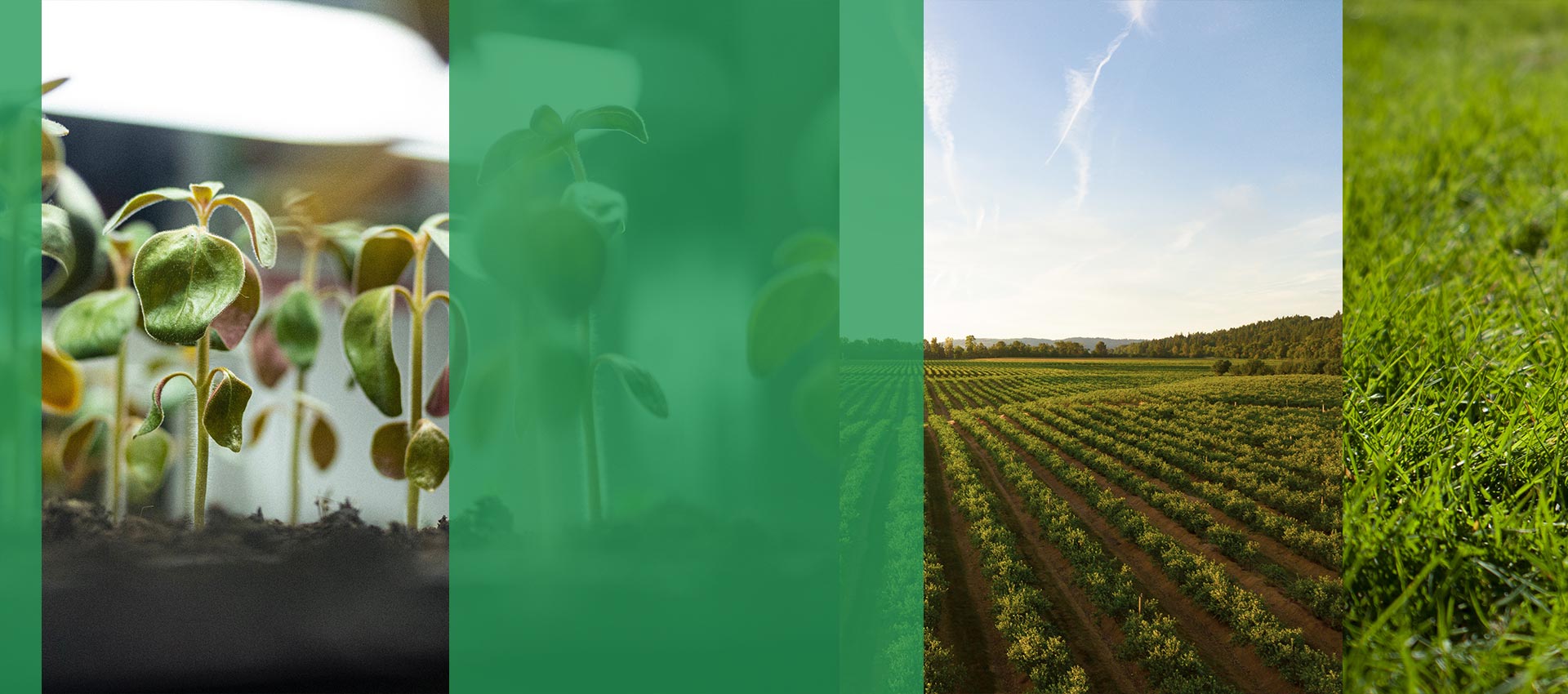 Olmix - Soluciones innovadoras de origen biológico para una agricultura ...